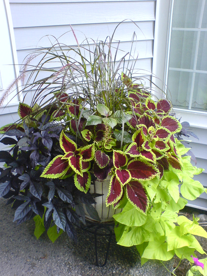 How to grow Coleus in a flowerpot - 30 inspirational ideas | My desired ...