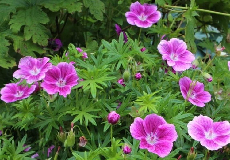 How to grow, plant, and care Geranium sanguineum or Bloody Cranesbill ...