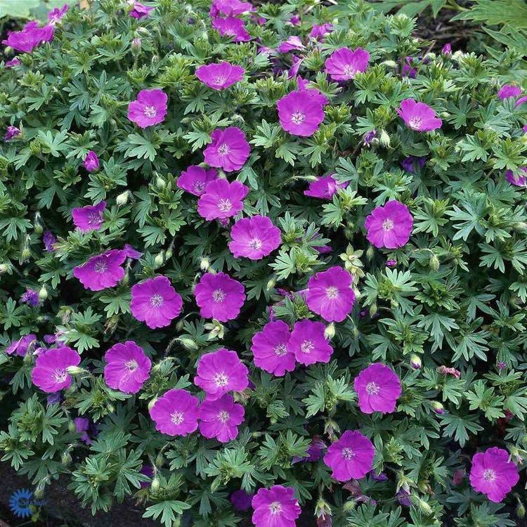 How to grow, plant, and care Geranium sanguineum or Bloody Cranesbill ...