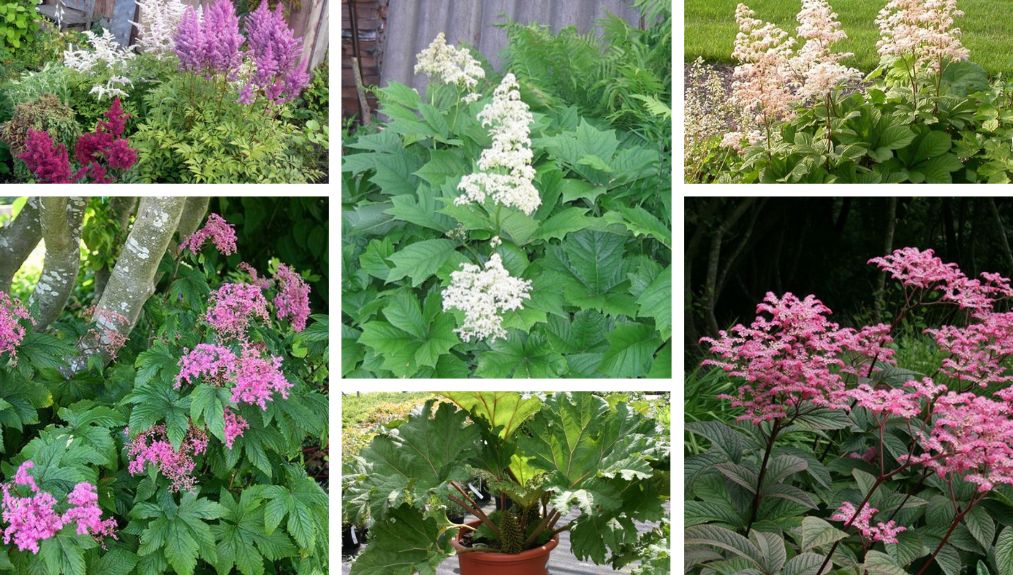 Growing Rodgersia: varieties, reproduction, planting, care - 33 ideas ...