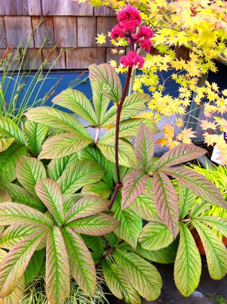 Growing Rodgersia: varieties, reproduction, planting, care - 33 ideas ...