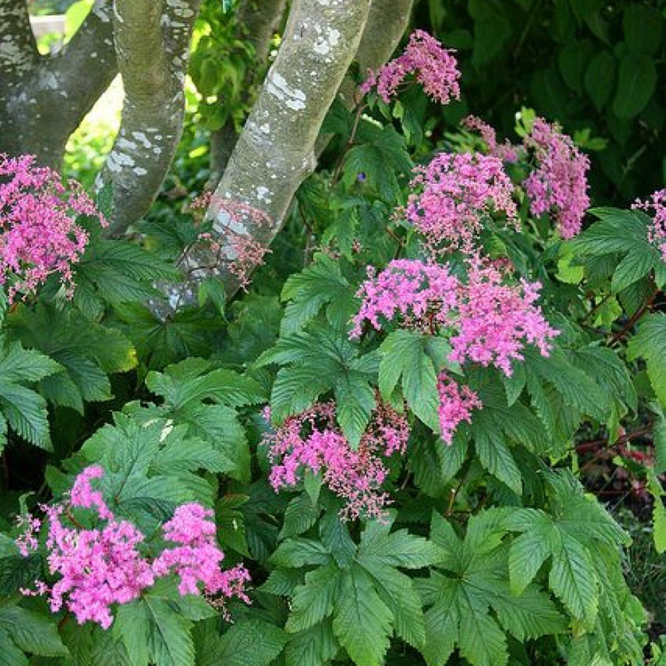 Growing Rodgersia: varieties, reproduction, planting, care - 33 ideas ...