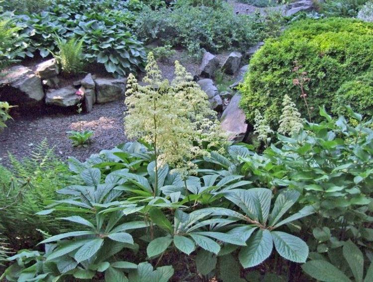 Growing Rodgersia: varieties, reproduction, planting, care - 33 ideas ...