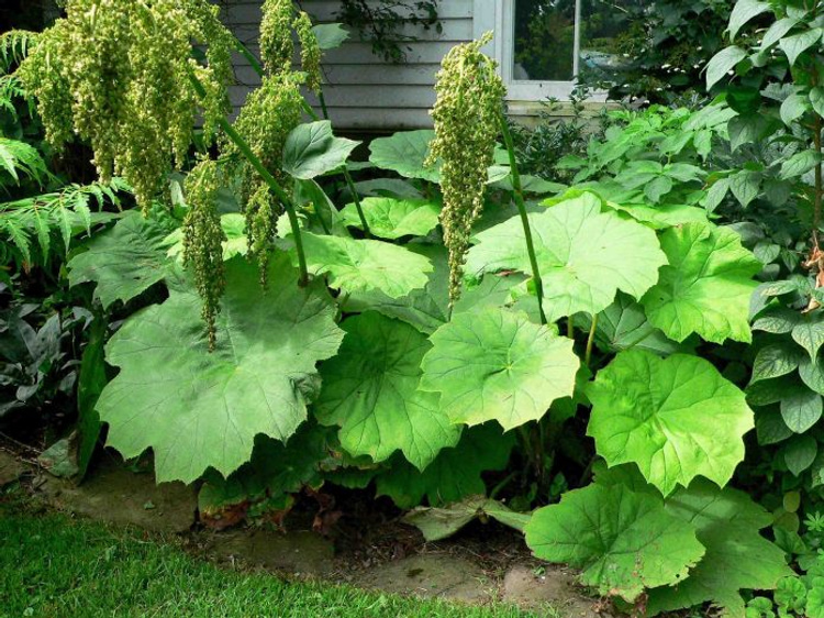 Growing Rodgersia: varieties, reproduction, planting, care - 33 ideas ...