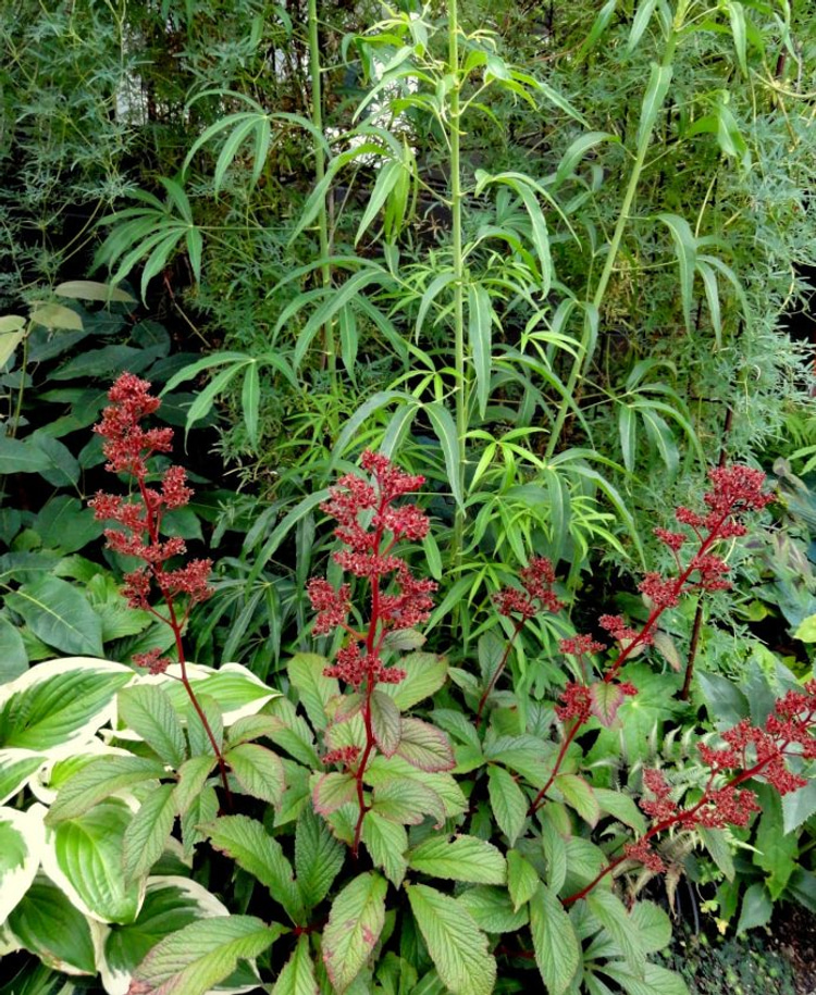 Growing Rodgersia: varieties, reproduction, planting, care - 33 ideas ...