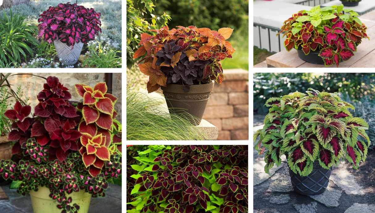 How to grow Coleus in a flowerpot - 30 inspirational ideas | My desired ...