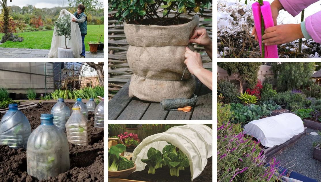 How to protect your garden from frost: 22 clever ideas | My desired home