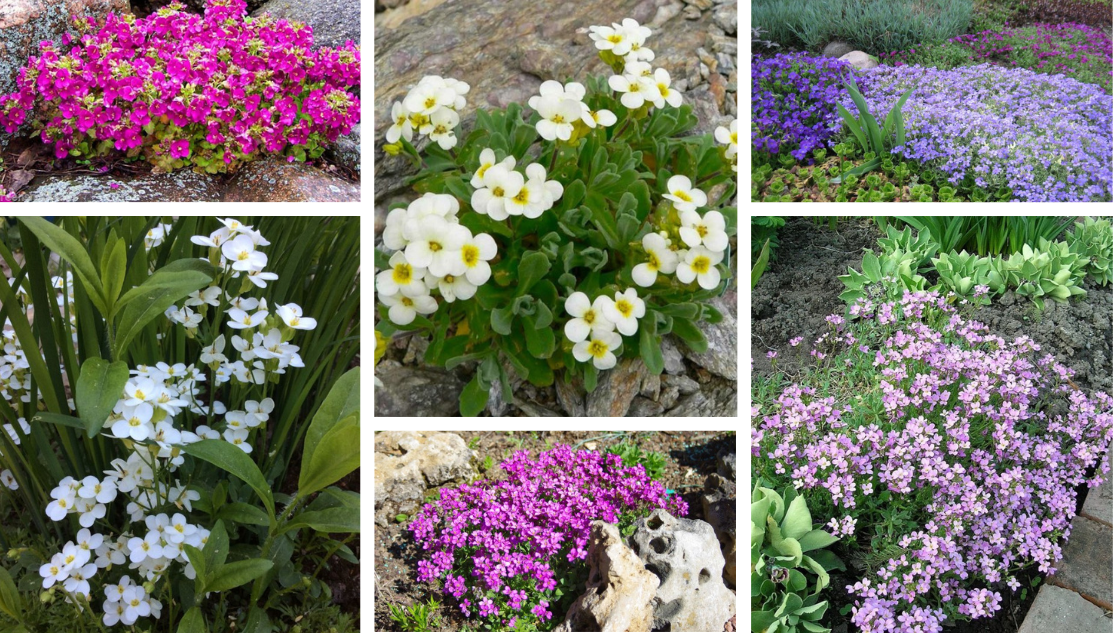 Arabis - A delicate plant with white, pink, or purple flowers in your ...