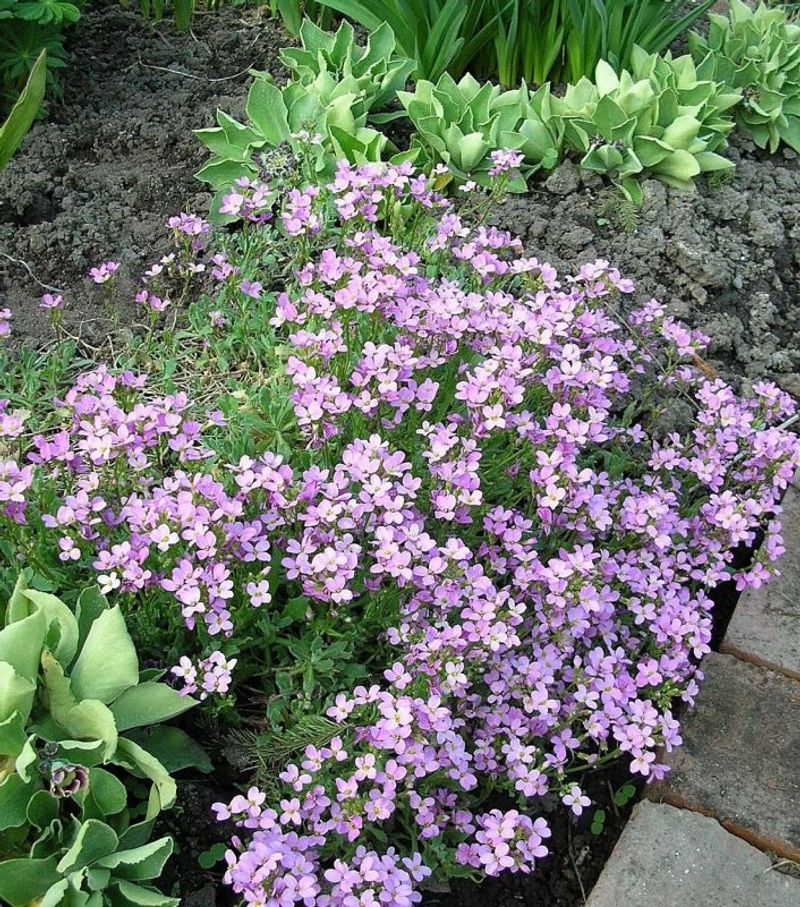 Arabis - A delicate plant with white, pink, or purple flowers in your ...
