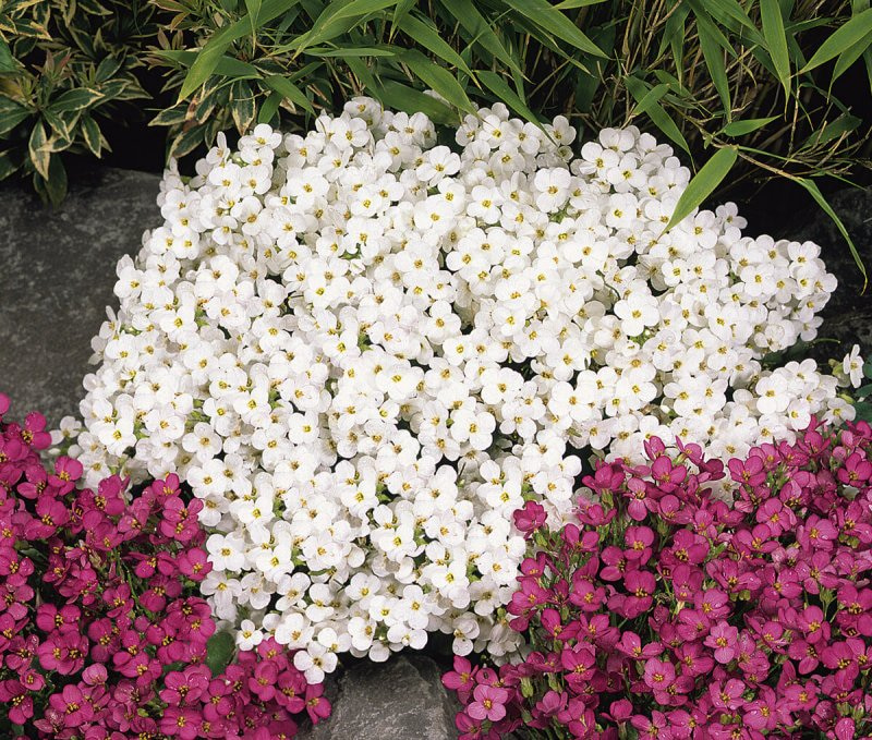 Arabis - A delicate plant with white, pink, or purple flowers in your ...