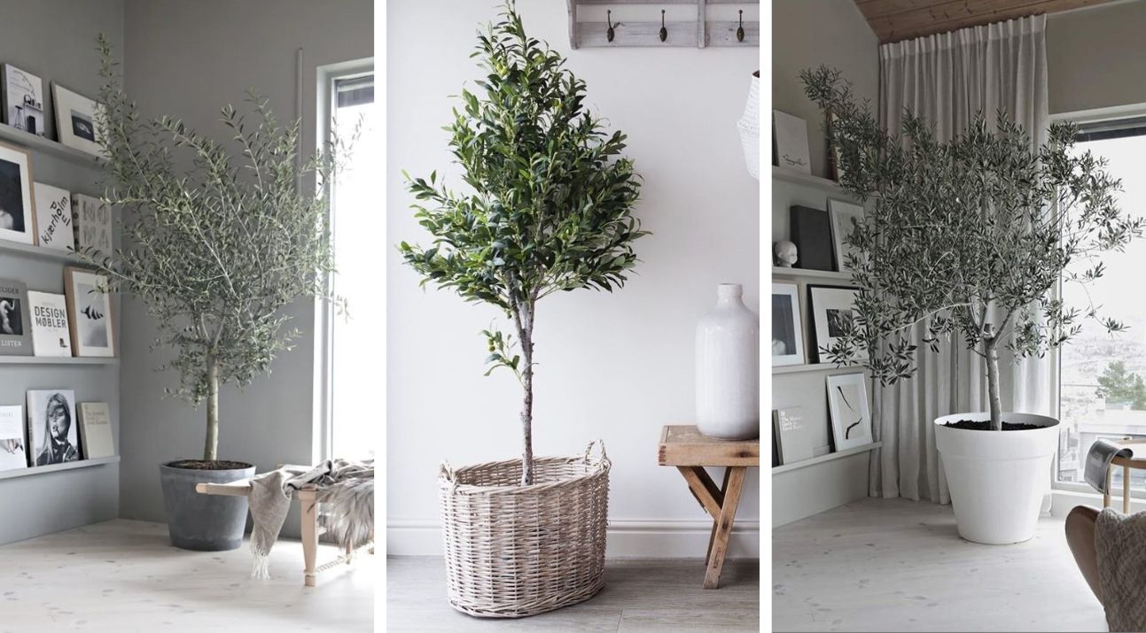 Olive trees in interior decoration – 32 great ideas for inspiration ...