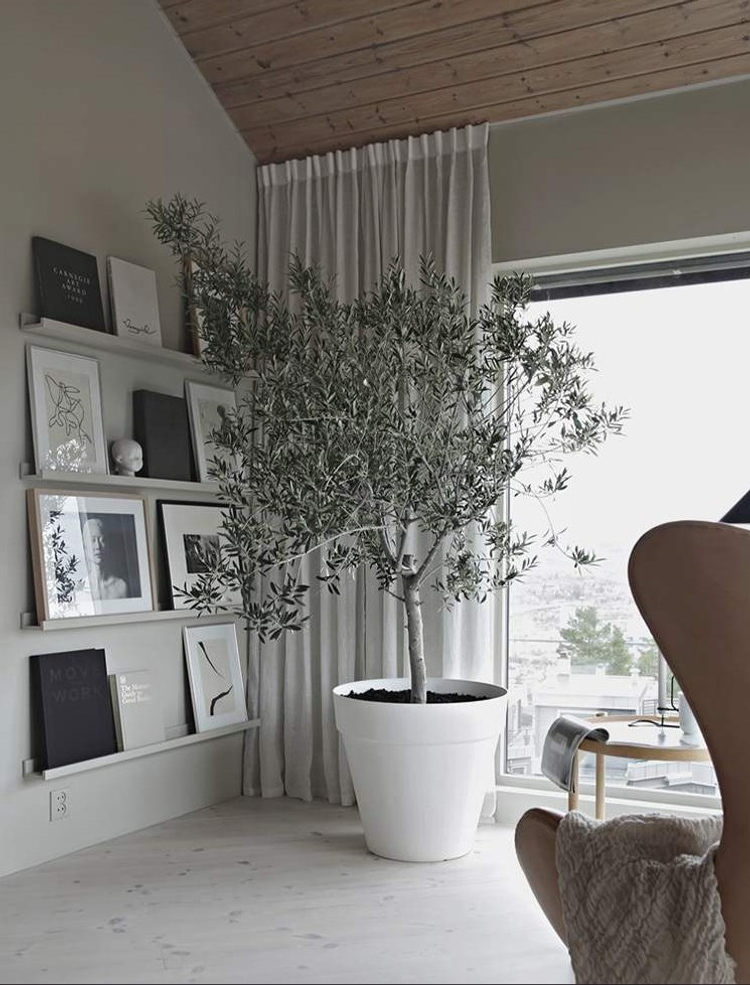 Olive trees in interior decoration – 32 great ideas for inspiration ...