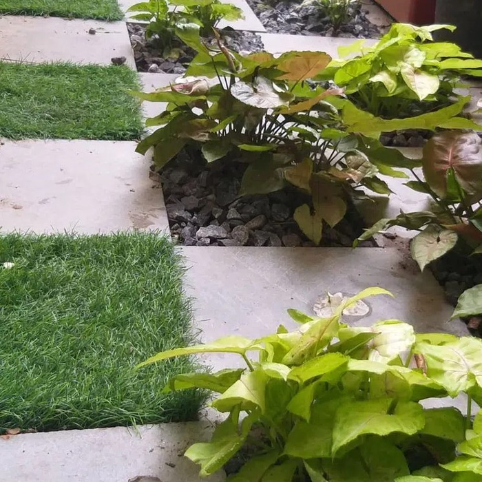 25 original ideas to connect paths with plants in your yard and garden ...