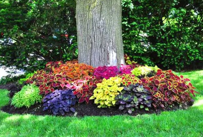 How to add charm to your garden with flower ideas under trees | My ...