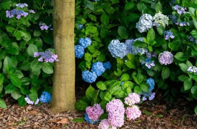 How to add charm to your garden with flower ideas under trees | My ...