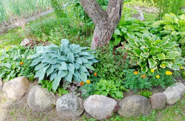 How to add charm to your garden with flower ideas under trees | My ...