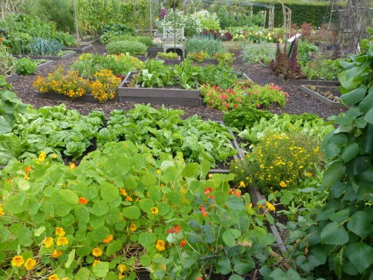 Garden in the Backyard: How to Do It, what to Plant, and 50 Ideas for ...