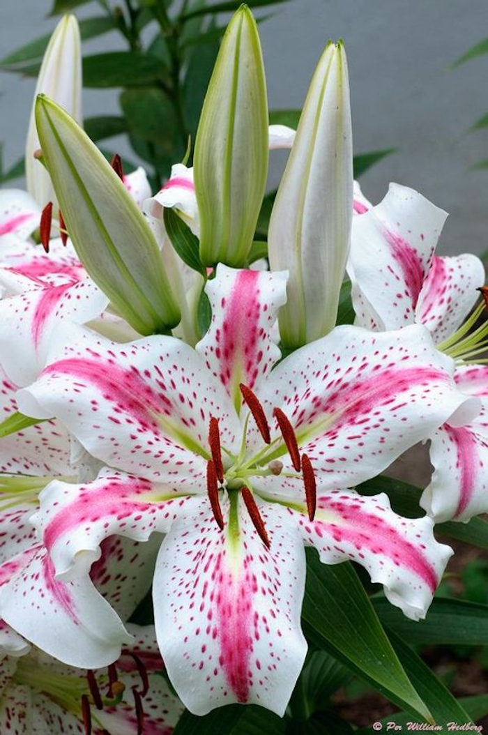 All about Lilies - Flowers with absolutely intoxicating, gorgeous ...