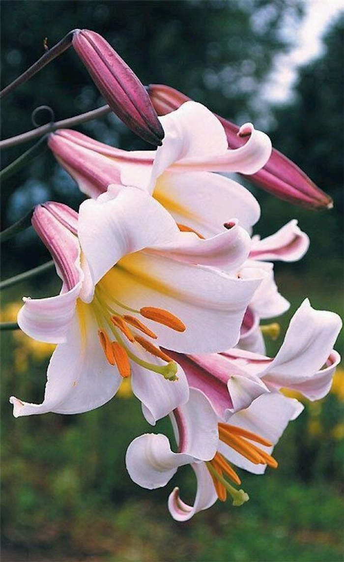All about Lilies - Flowers with absolutely intoxicating, gorgeous ...