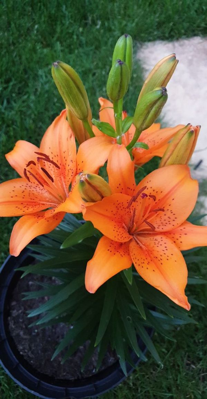 All about Lilies - Flowers with absolutely intoxicating, gorgeous ...