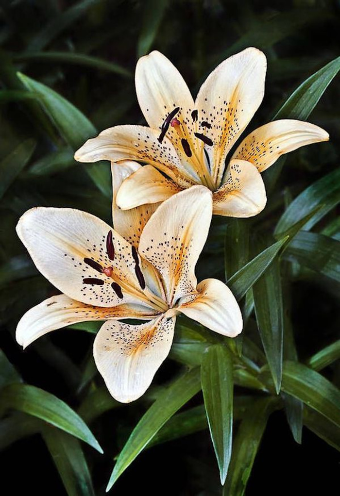 All about Lilies - Flowers with absolutely intoxicating, gorgeous ...