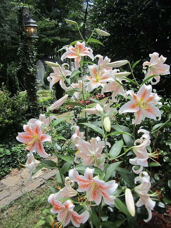 All about Lilies - Flowers with absolutely intoxicating, gorgeous ...