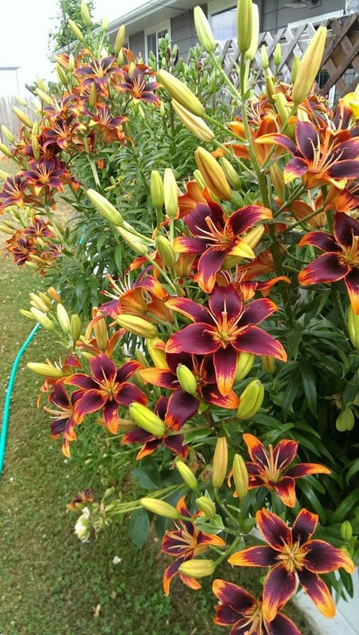 All about Lilies - Flowers with absolutely intoxicating, gorgeous ...