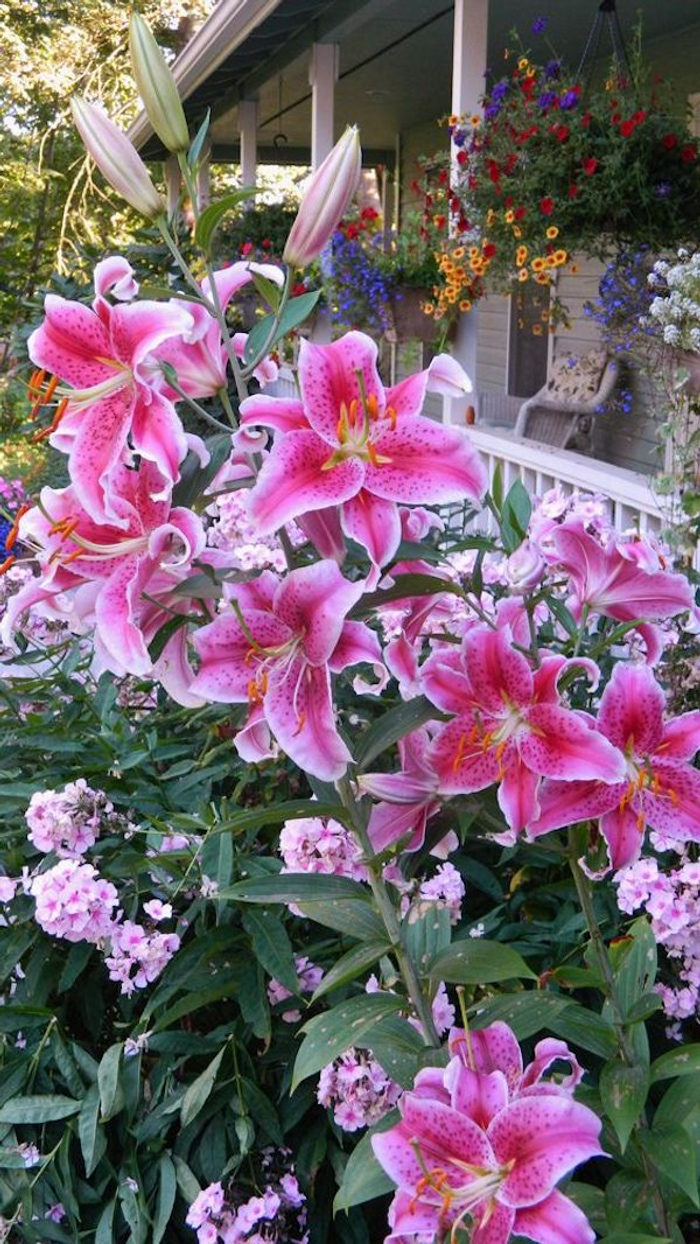 All about Lilies - Flowers with absolutely intoxicating, gorgeous ...