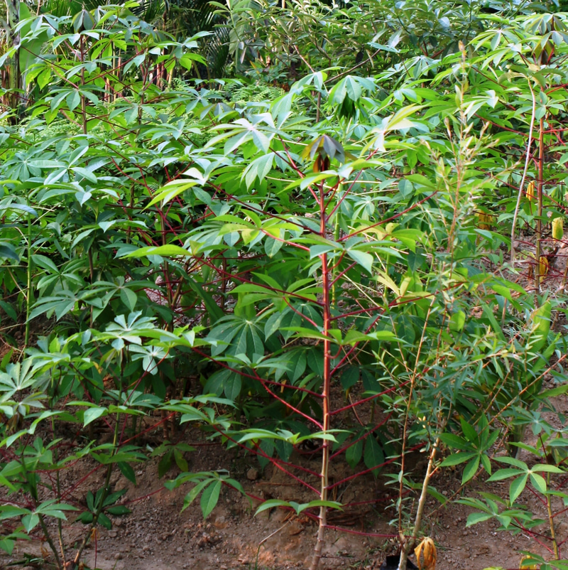 Cassava, the popular root vegetable and how to grow it in your garden ...