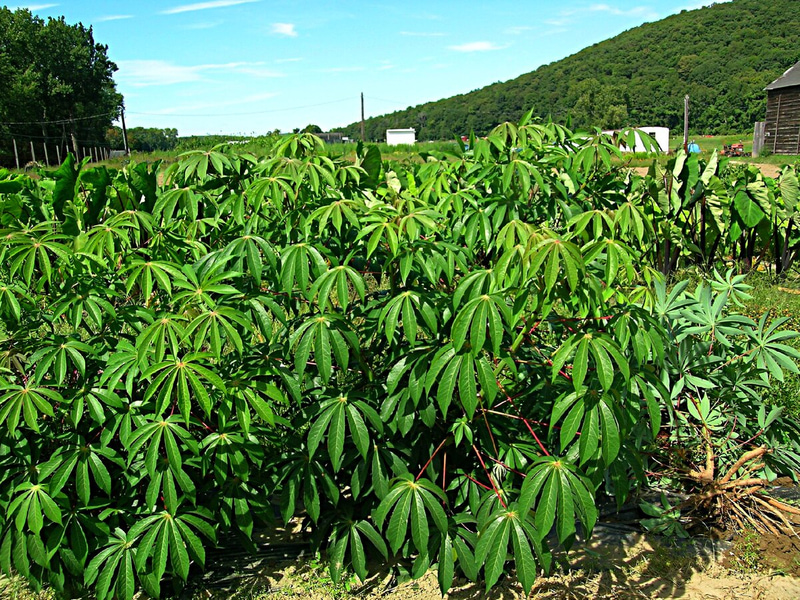 Cassava, the popular root vegetable and how to grow it in your garden ...