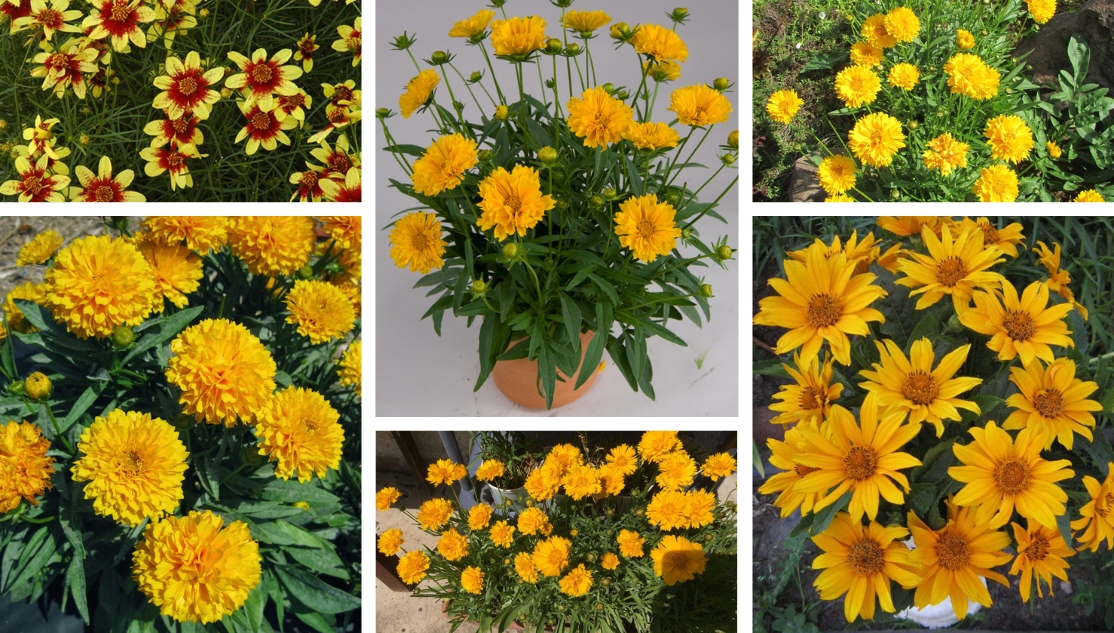 Coreopsis golden ball - a gorgeous flower with rich and prolonged ...