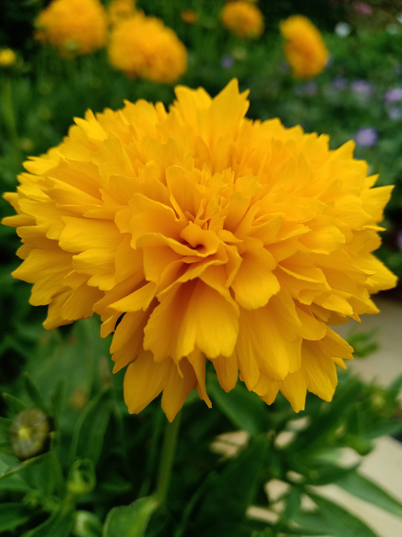 Coreopsis golden ball - a gorgeous flower with rich and prolonged ...