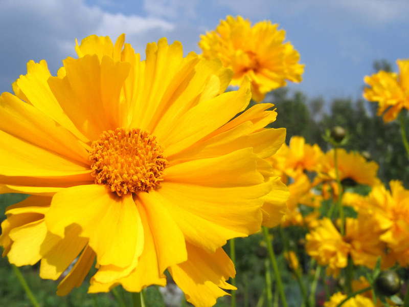 Coreopsis golden ball - a gorgeous flower with rich and prolonged ...
