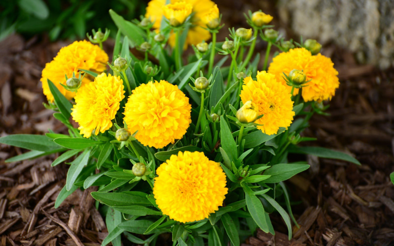 Coreopsis golden ball - a gorgeous flower with rich and prolonged ...