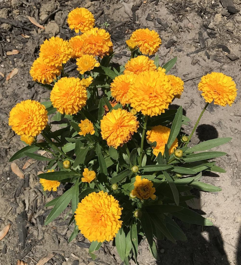 Coreopsis golden ball - a gorgeous flower with rich and prolonged ...
