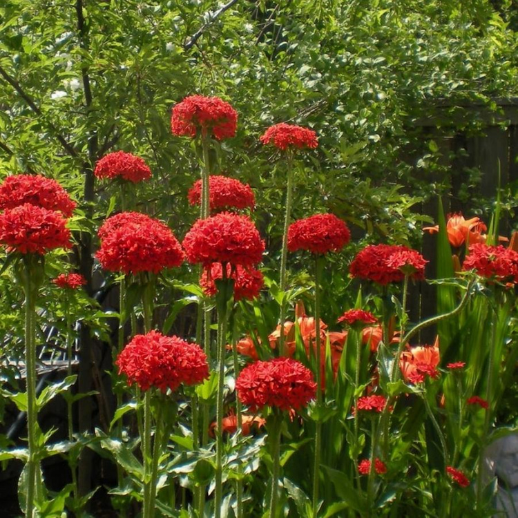 How to grow Lychnis coronaria in your pots and garden and 40 great ...