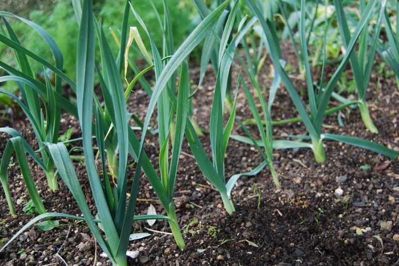 Leek: Secrets for Cultivation in the garden and in a pot | My desired home