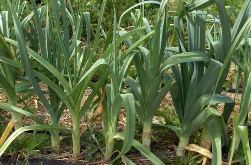 Leek: Secrets for Cultivation in the garden and in a pot | My desired home