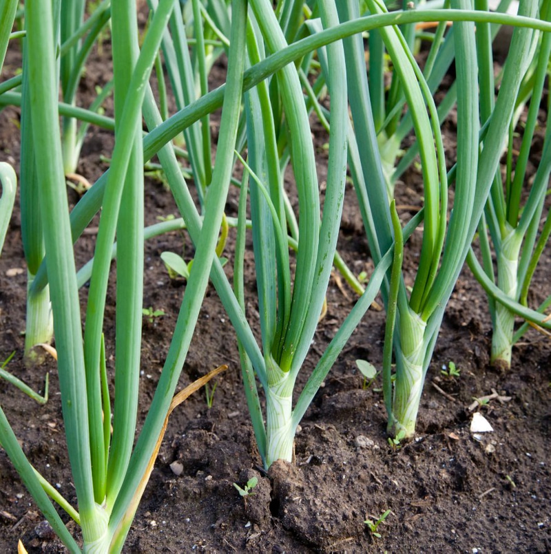 Leek: Secrets for Cultivation in the garden and in a pot | My desired home