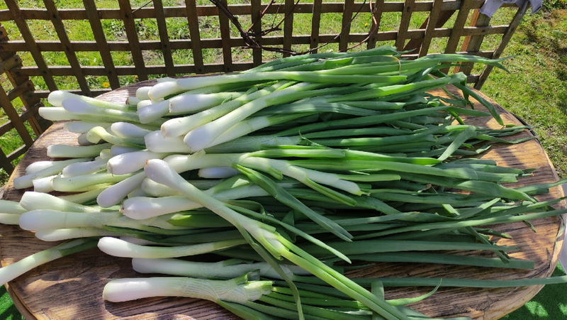 Leek: Secrets for Cultivation in the garden and in a pot | My desired home