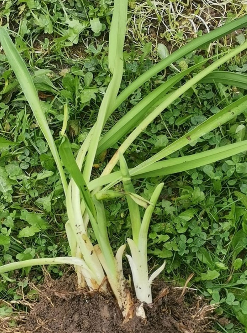 Leek: Secrets for Cultivation in the garden and in a pot | My desired home