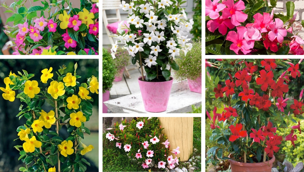 Mandevilla, a magical climbing plant for your pots yard and garden | My ...