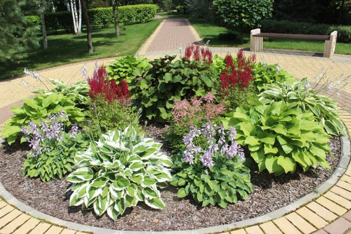 Perennial flower bed for beginners: 53 design and ready-made schemes ...