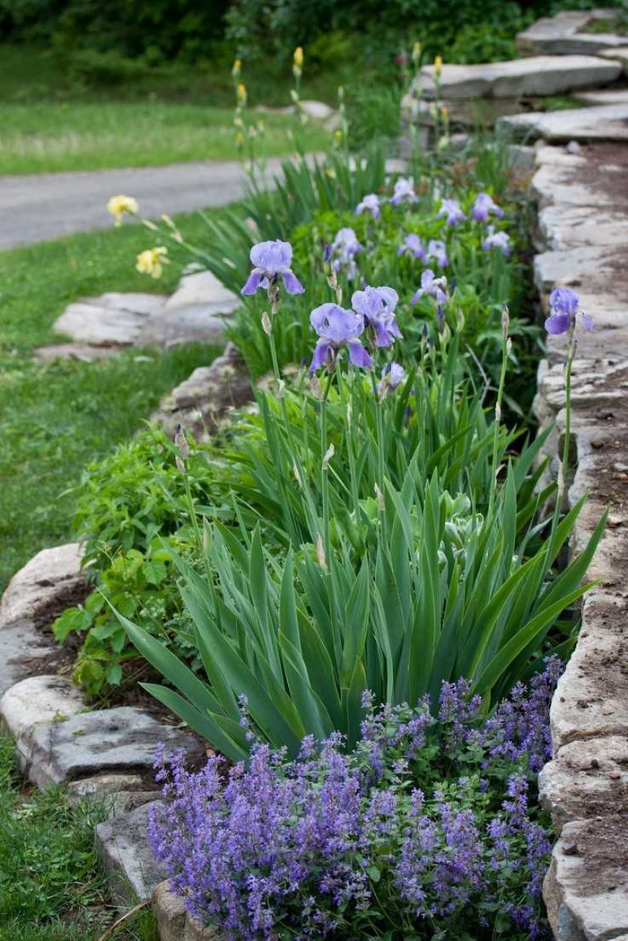 Perennial flower bed for beginners: 53 design and ready-made schemes ...