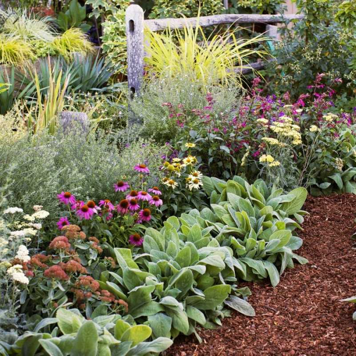 Perennial flower bed for beginners: 53 design and ready-made schemes ...
