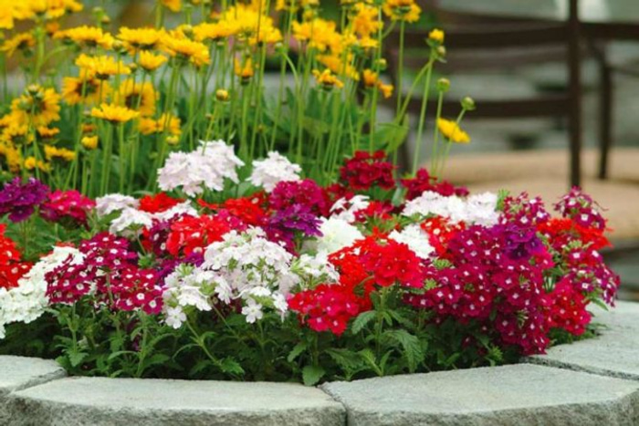 Perennial flower bed for beginners: 53 design and ready-made schemes ...