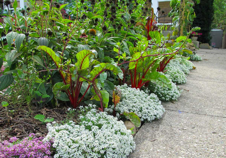 Perennial Undersized Border plants - types and 42 great decoration ...