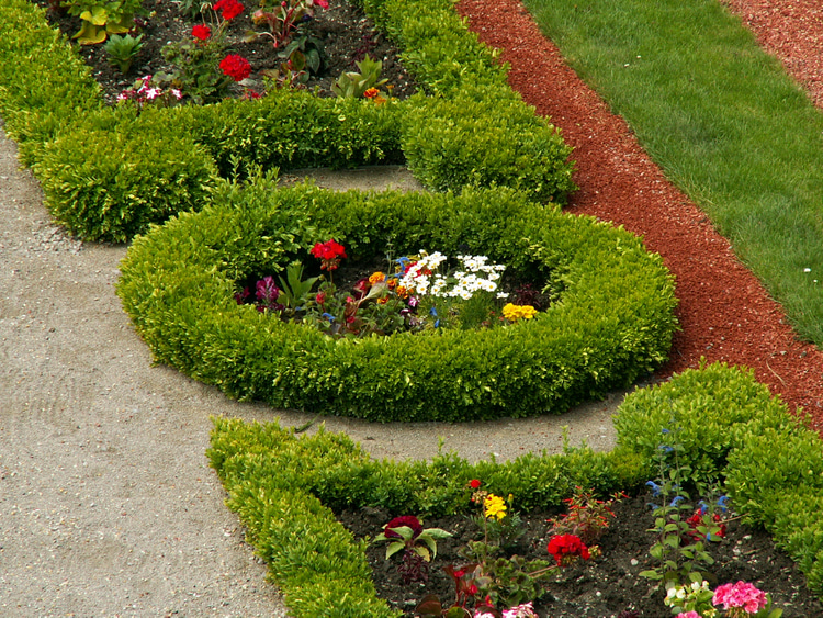 Perennial Undersized Border plants - types and 42 great decoration ...