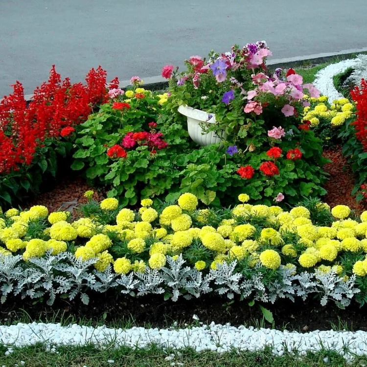 Perennial Undersized Border plants - types and 42 great decoration ...