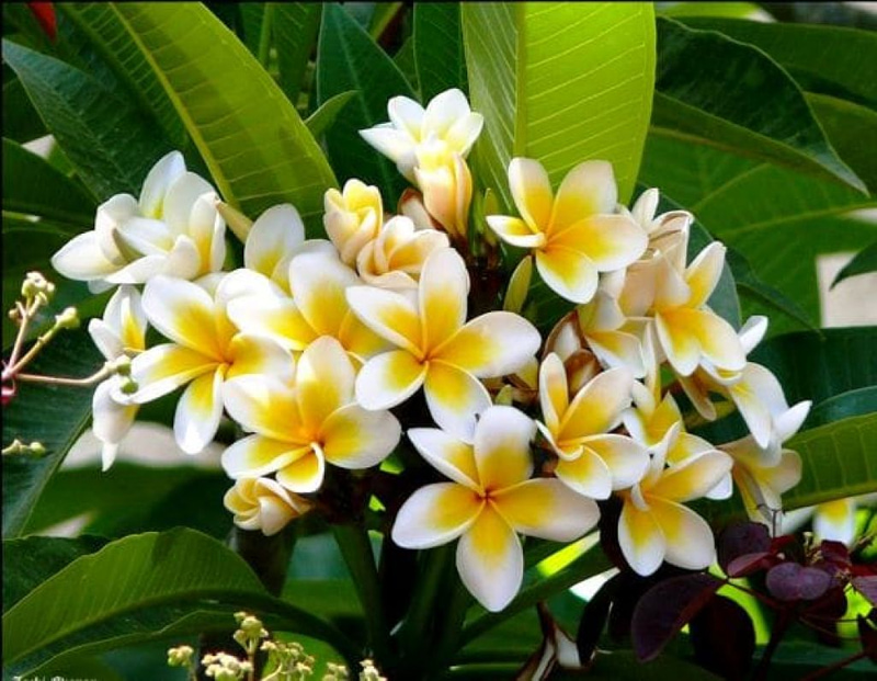 Plumeria: An Enchanting Plant with Gorgeous Flowers and the Most ...